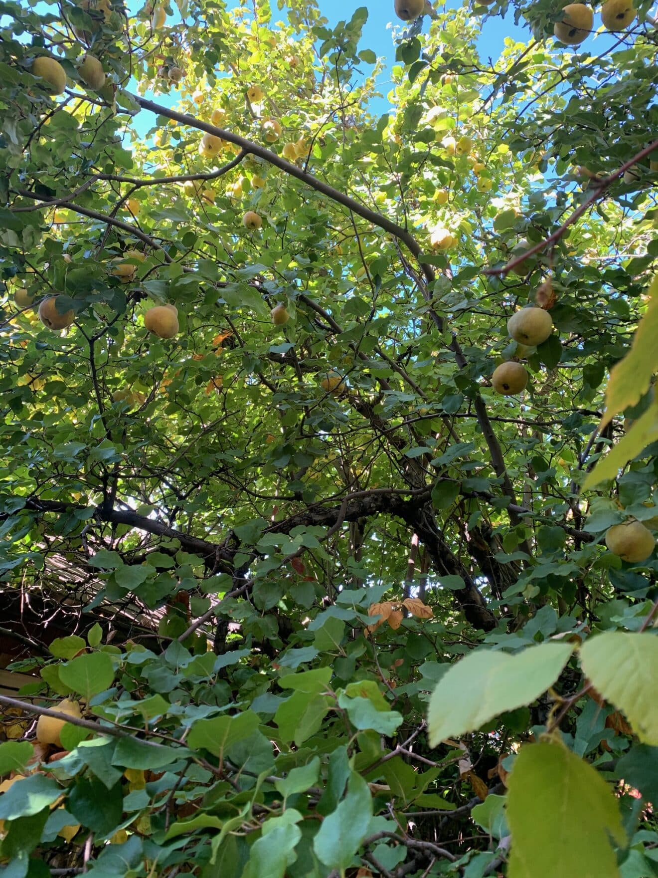 Locally Grown Quince! || Liberty Heights Fresh